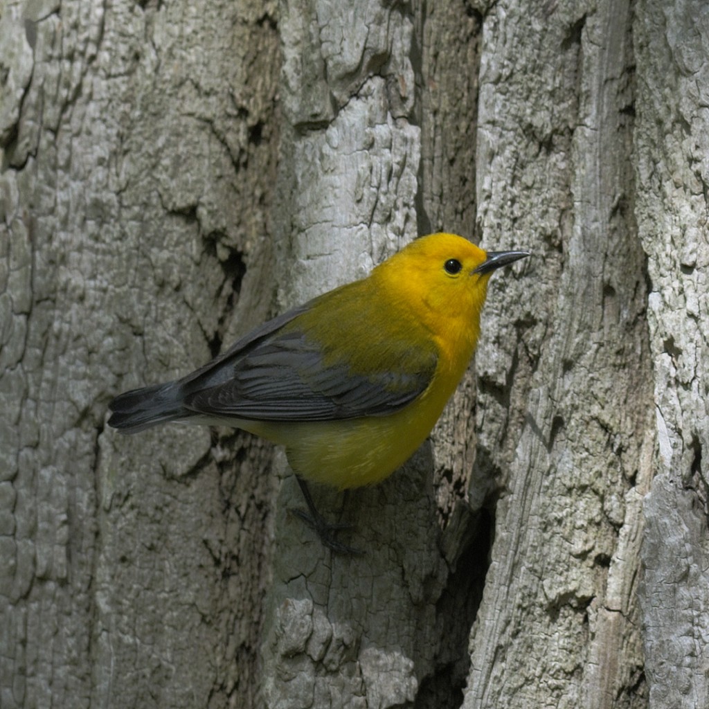 Gayle Pille: Migrant wood warblers bring out the spring watchers; join ...