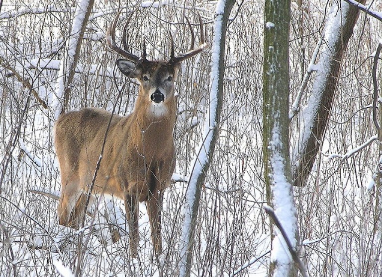 Art Lander's Outdoors: White-tailed deer population flourishes today as ...