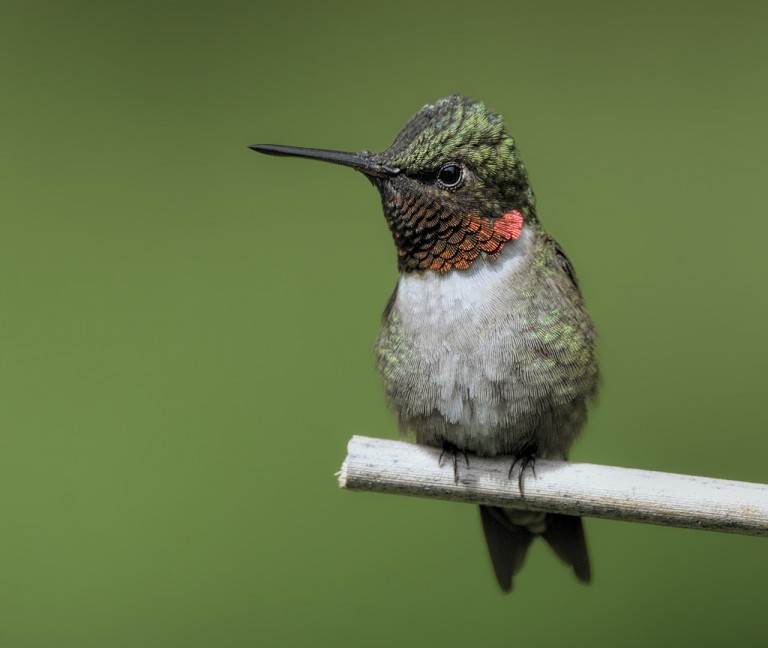 Gayle Pille: Spring really is in sight - those 'flying jewels,' the ...