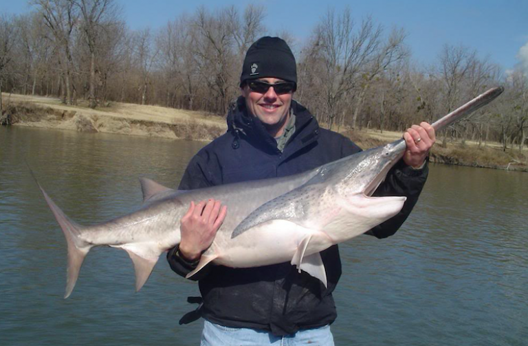 Art Lander's Outdoors: American paddlefish last surviving member of ...