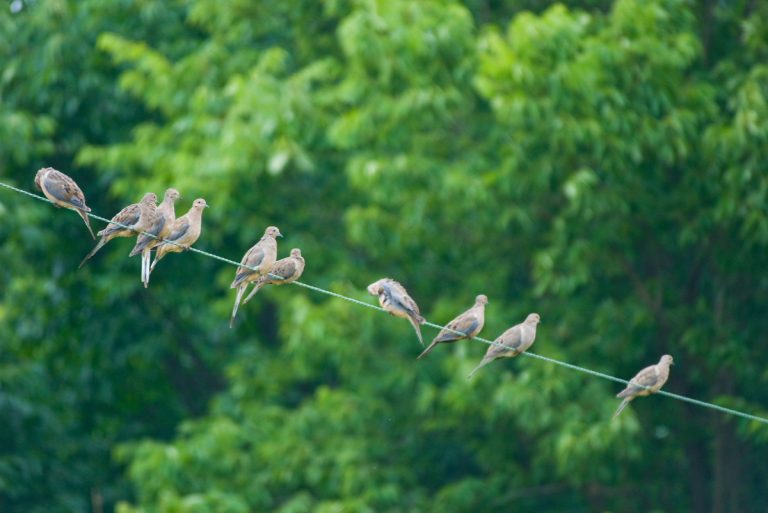 Kentucky Afield Outdoors: Follow these four tips and you'll bag more ...