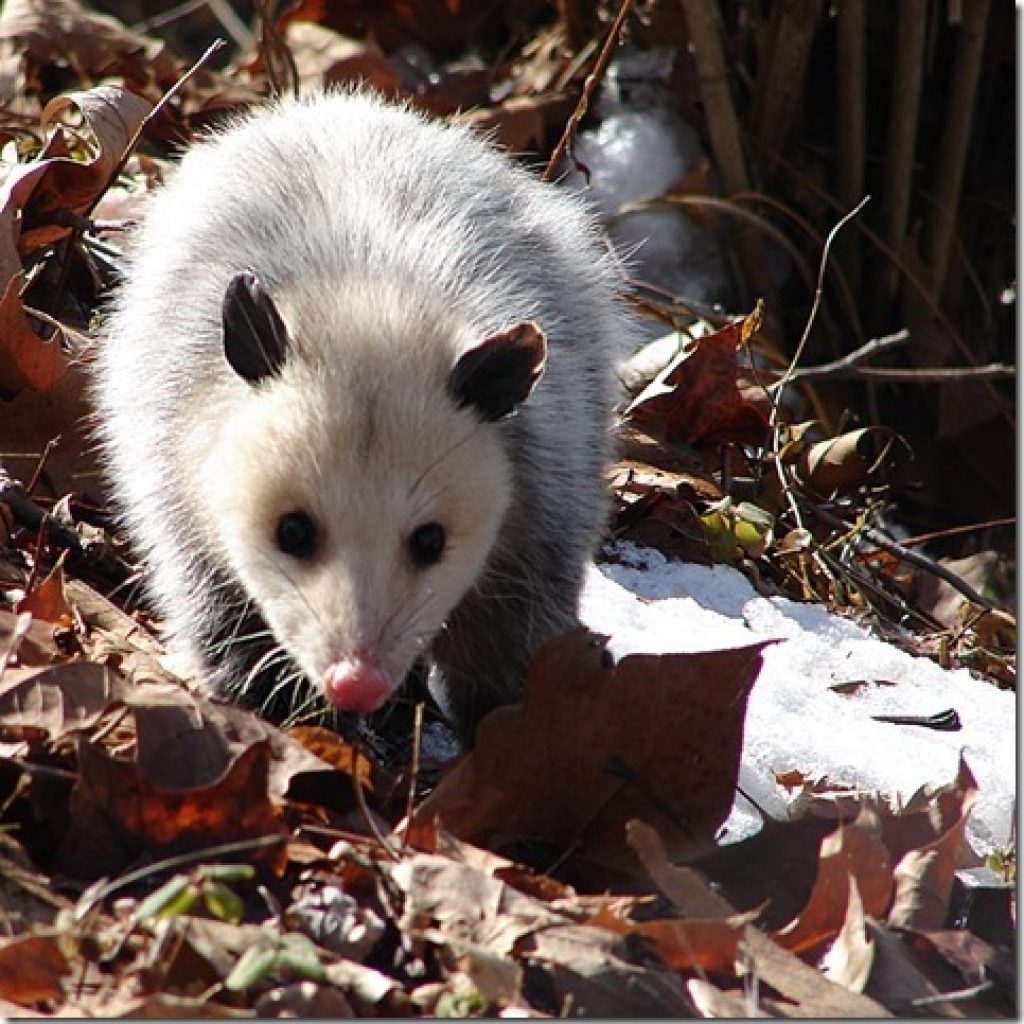 Gayle Pille: Virginia Opossum - a 'living fossil' is our only marsupial ...