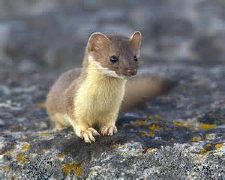Art Lander's Outdoors: American mink, long-tailed weasel are small ...