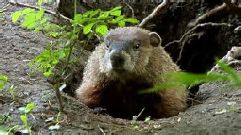 Gayle Pille: By any name - Whistle-Pig, Land Beaver, Woodchuck ...