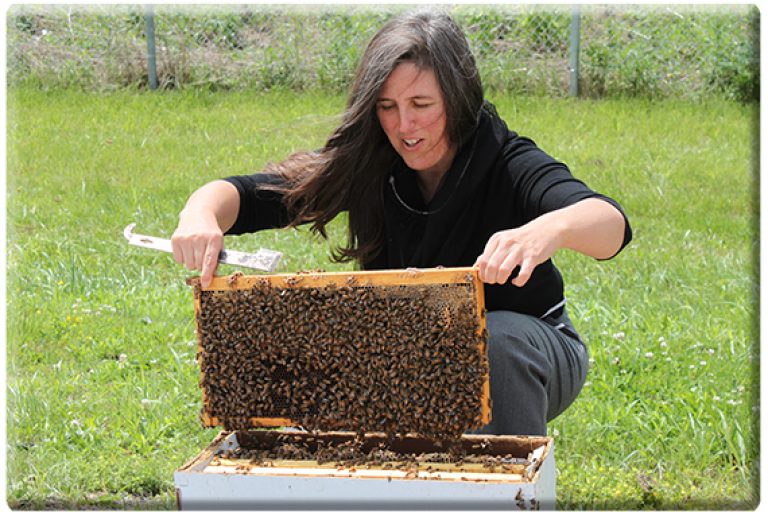 Kentucky by Heart: Sweet clover became a savior, not a scourge, for ...