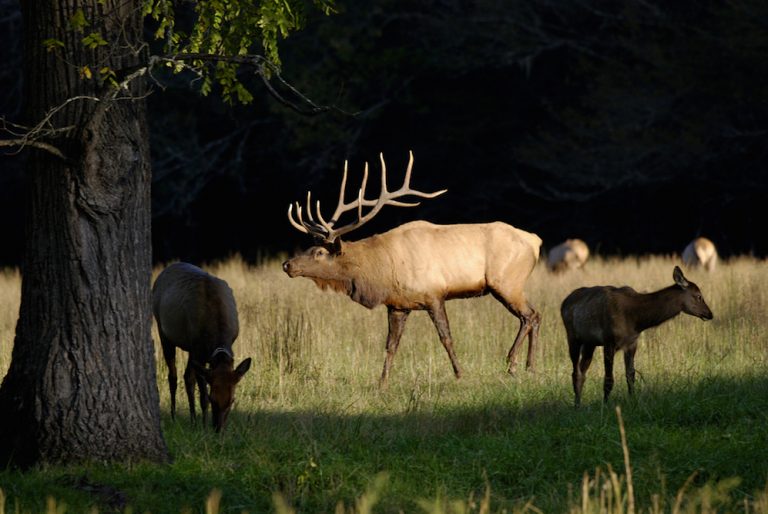 Art Lander's Outdoors: Kentucky’s Elk Herd a “Seed Crop” for Appalachia ...