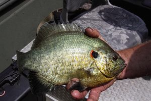 Art Lander's Outdoors: The redear sunfish, mostly found in clear waters ...