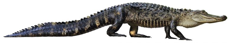 Art Lander's Outdoors: The American Alligator, an iconic native species ...