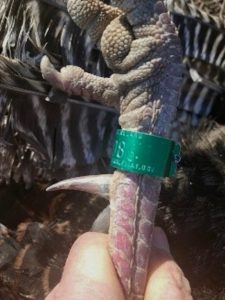 Art Lander's Outdoors: Banded wild turkey project to supplement annual ...