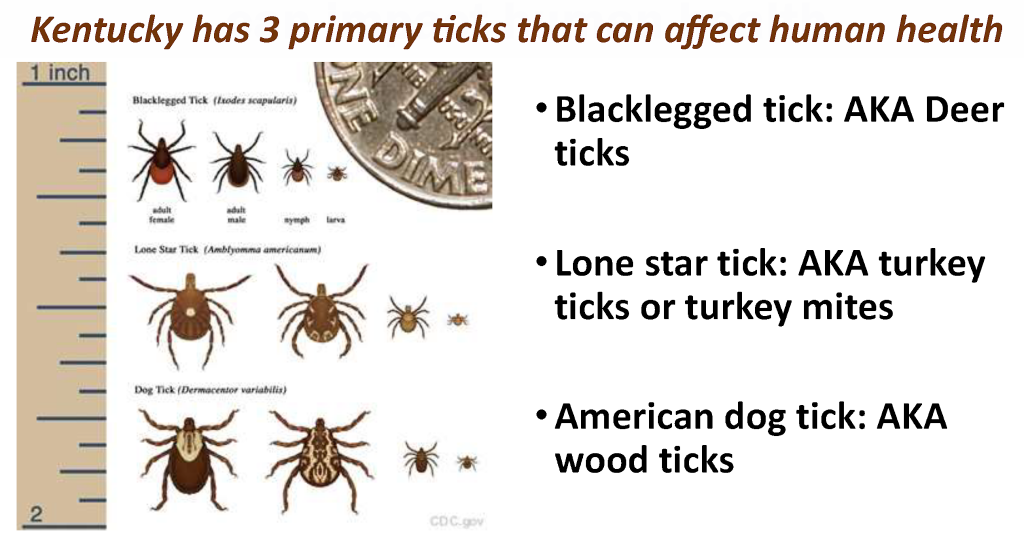 Tick season is on the horizon; ten percent carry debilitating disease ...