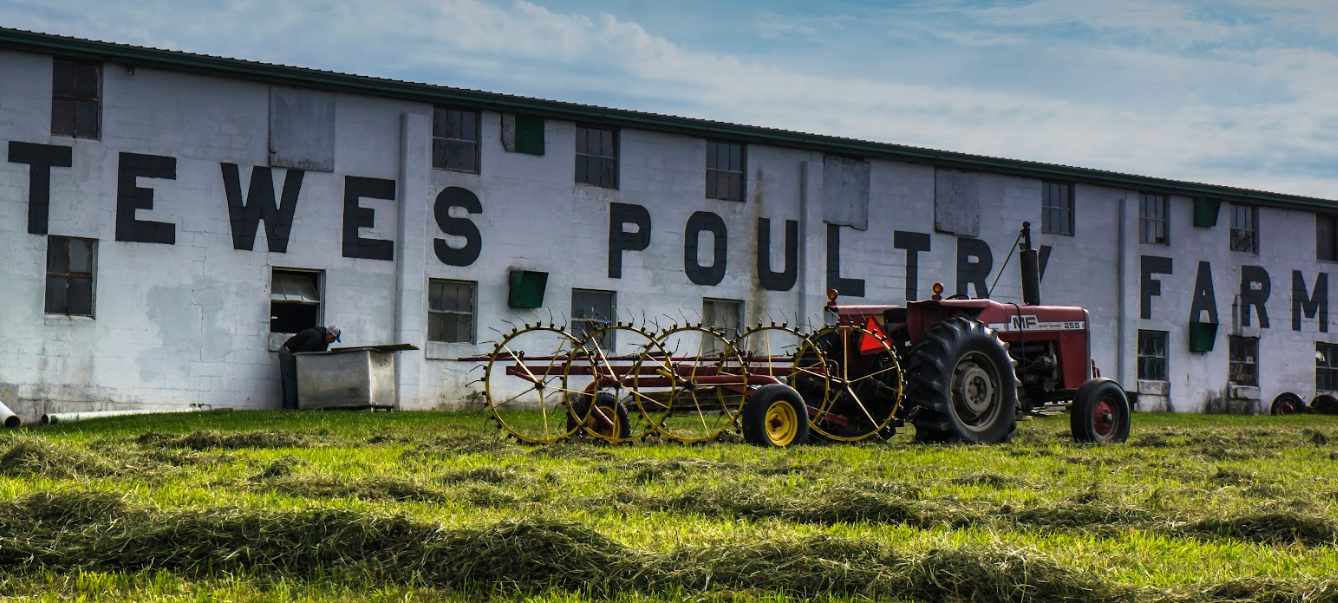 Turkeys aplenty at Tewes Farm, where the family-owned Erlanger ...