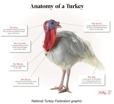 Talking turkey: It missed being the national bird, but it will be on ...