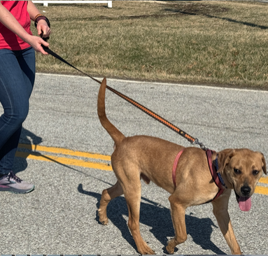 It was a parade of dogs, taking the walk from the old-to-new Boone ...