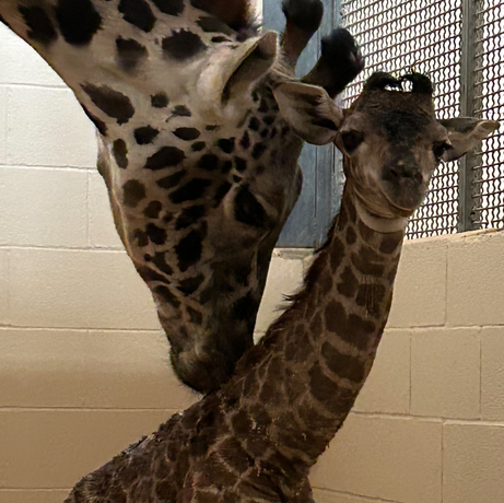 Six-foot-tall bundle of joy, a Masai giraffe, born at Louisville Zoo ...
