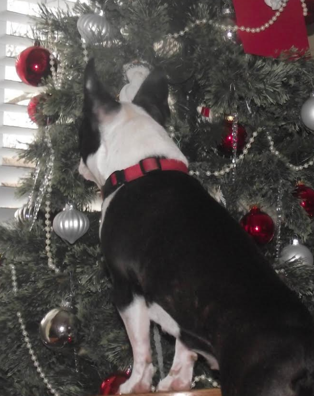 Mike Tussey: Merry Christmas - may the day bring love, joy, and family ...