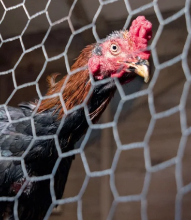 After multiple-year investigation, KSP arrest seven on charges of ...