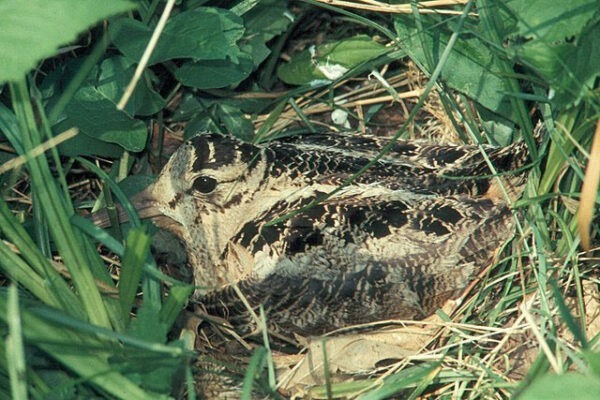 Art Lander's Outdoors: American woodcock, a unique migratory bird with ...