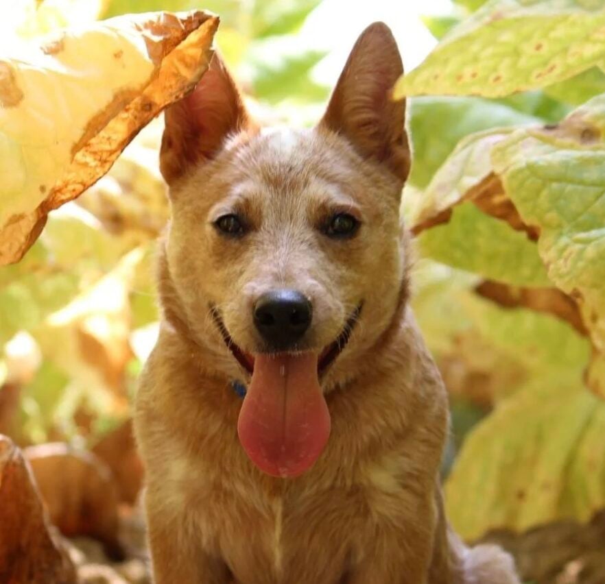 Goose, the blind dog, wants to be Farm Bureau's national Dog of the ...