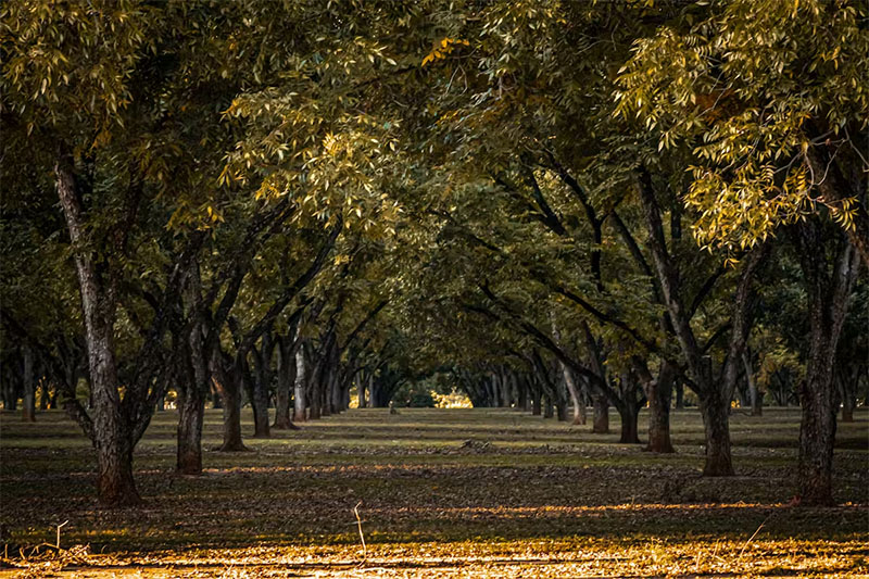 Pecans went from ignored trees to holiday staple – the history of ...